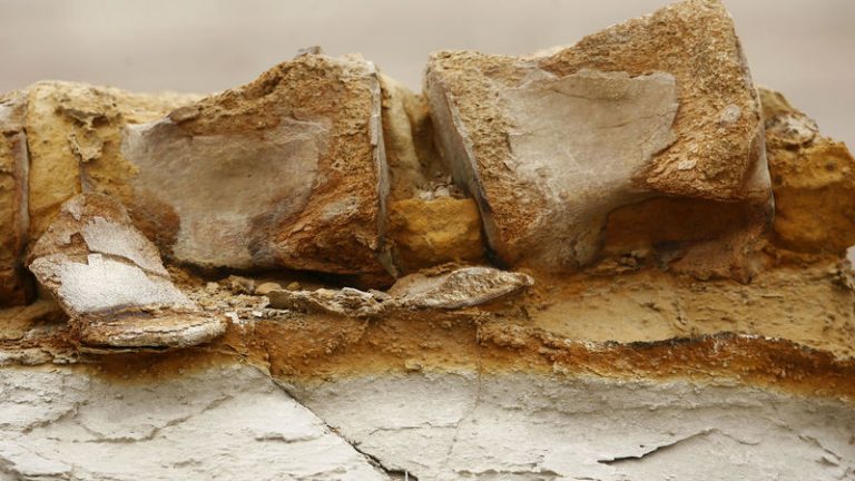 New 2-million-year-old fossil fox found in Sterkfontein – The Mail ...