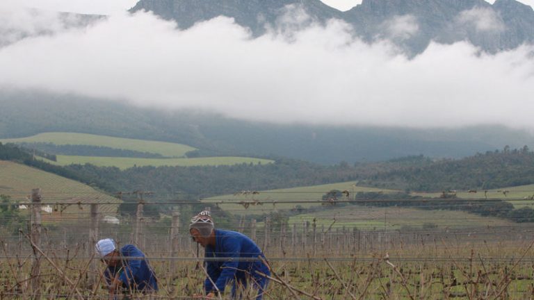 Textile union Sactwu pledges R1m for farm workers union – The Mail ...