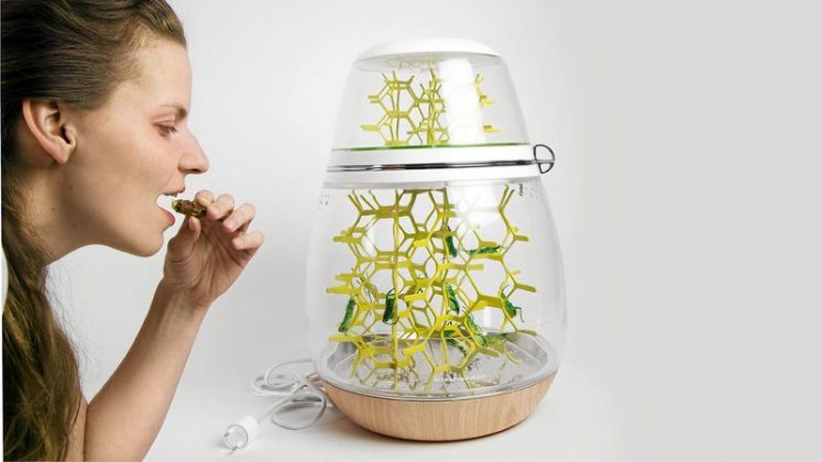 How to grow your own grasshoppers – The Mail & Guardian