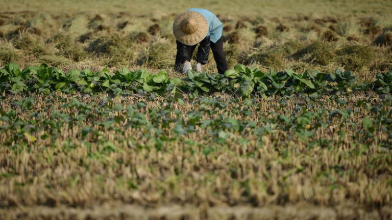 China reveals a fifth of farm land polluted – The Mail & Guardian