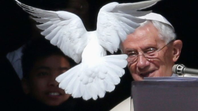 Sylvia the hawk hired to protect Pope’s doves – The Mail & Guardian
