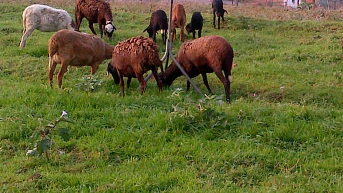 Save indigenous Zulu sheep and you save rural farmers – The Mail & Guardian