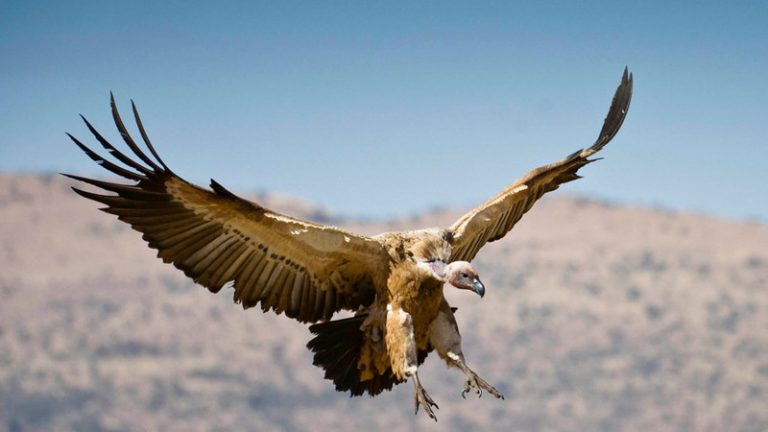 Downward spiral of dying vultures – The Mail & Guardian