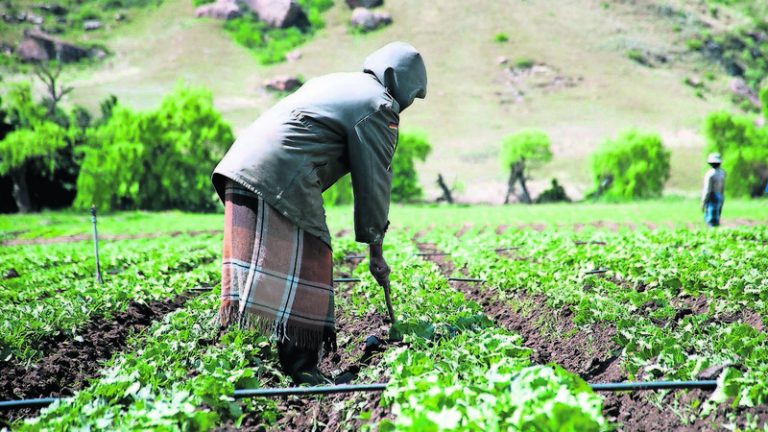 Land redistribution to speed up – The Mail & Guardian