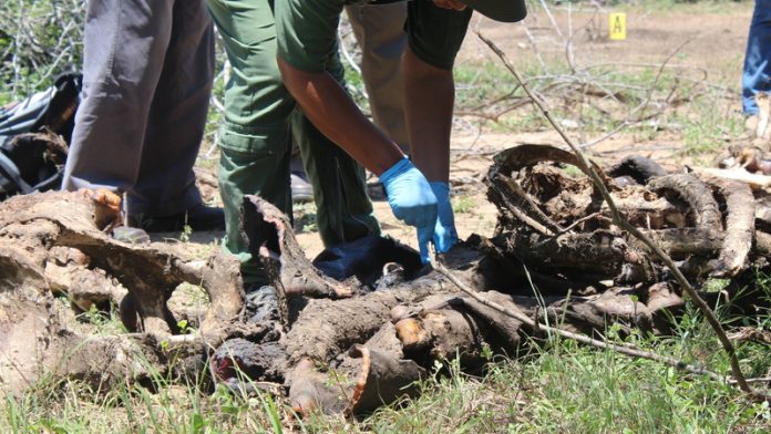 The RhODIS rhino DNA database is putting rhino poachers in the cross ...