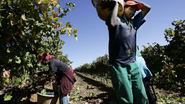 Cheers! Excellent wine grape harvest signifies recovery in SA ...