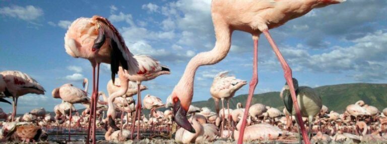Kimberleyâ€™s flamingo chicks bunking with sharks – The Mail & Guardian