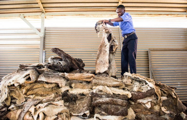 ‘A sad day for donkeys in Zimbabwe’: groups slam plans for meat factory ...