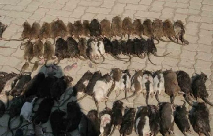 The city of Jo’burg smells a rat – The Mail & Guardian