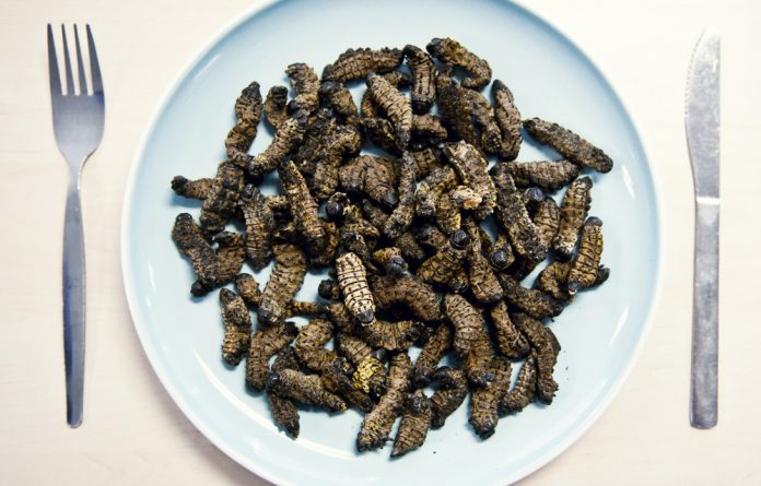 ‘Insect farming’ a possible industry for rural communities – The Mail ...