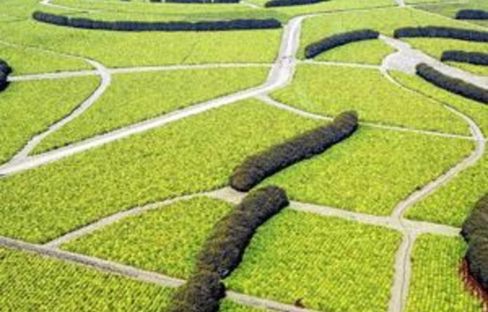 Magwa Tea’s failure bitter to swallow – The Mail & Guardian