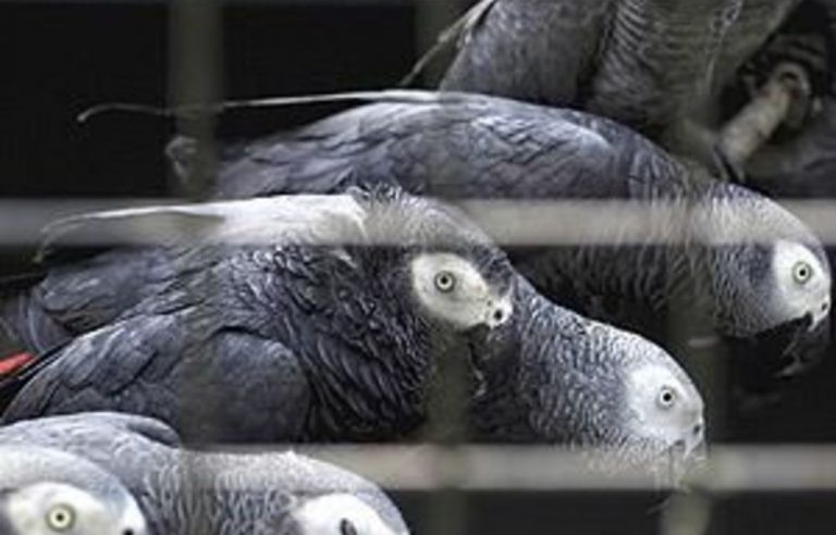 Bird mafia threatens African greys – The Mail & Guardian