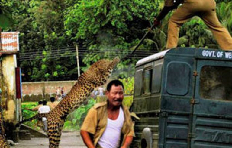 Rangers dive for cover as leopard mauls 11 in India – The Mail & Guardian