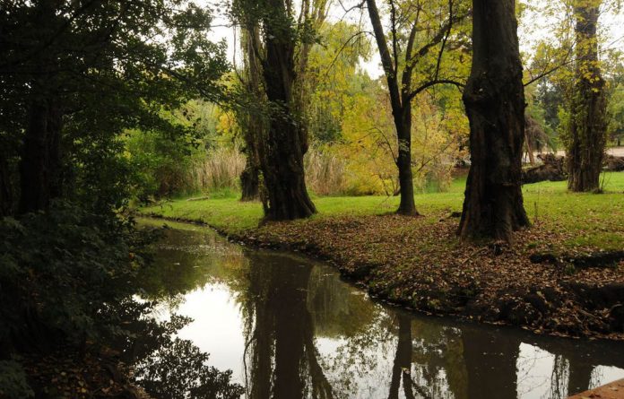 Trees tell the rich history of Joburg – The Mail & Guardian