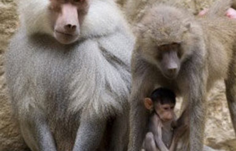 Zim border plagued by monkey business – The Mail & Guardian