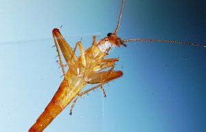 New species of jumping cockroach discovered in Cape – The Mail & Guardian