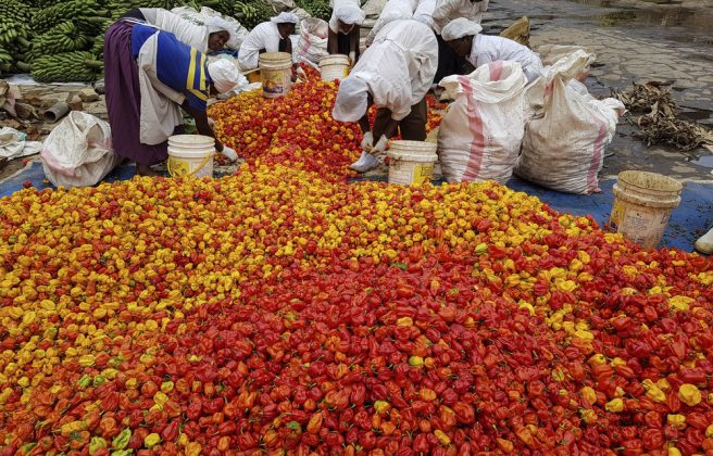 A pilgrimage to the home of Africa’s finest chilli sauce – The Mail ...