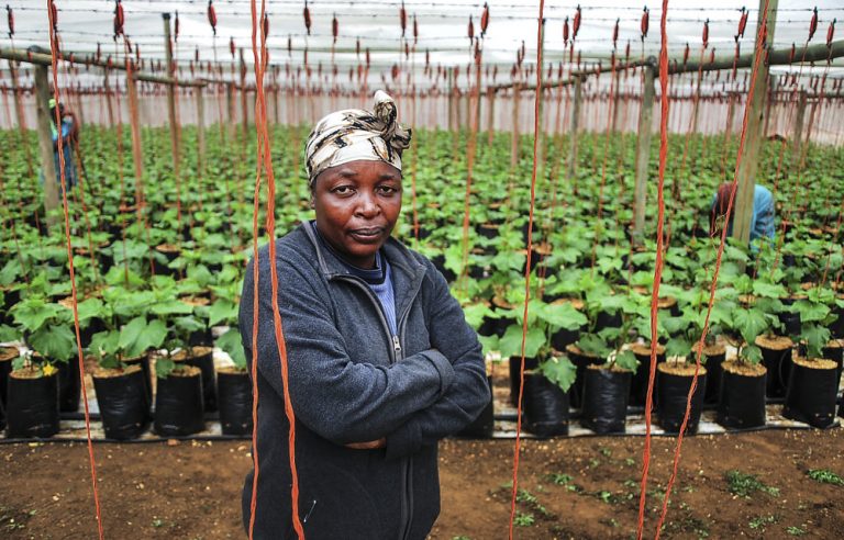 Black farmers fall in the furrows – The Mail & Guardian
