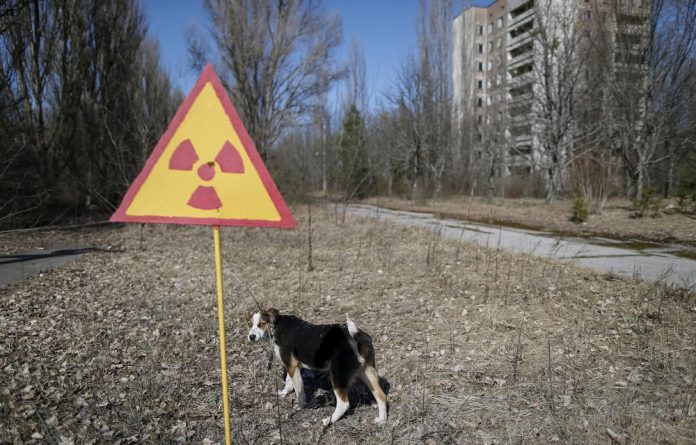 Chernobyl’s stray dogs offered a new life in US – The Mail & Guardian