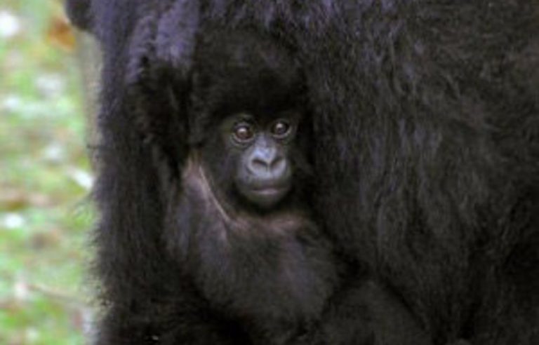 Ape genes show we have gorillas in our midst – The Mail & Guardian