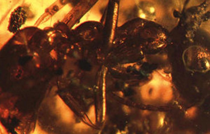 Dinosaurs of insect world discovered – The Mail & Guardian