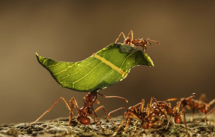Smart ants cut the needless chatter – The Mail & Guardian
