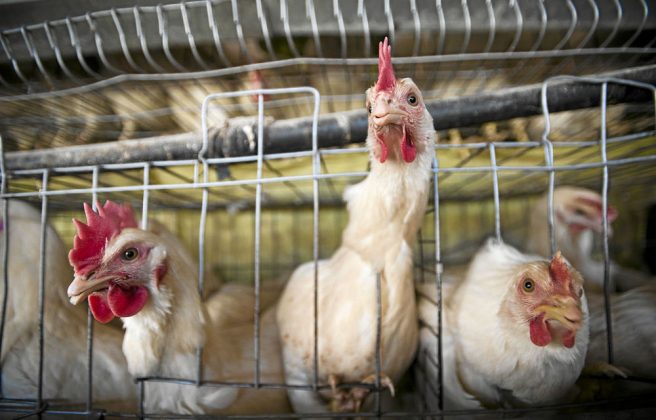 ‘Dumping’ upsets pecking order – The Mail & Guardian