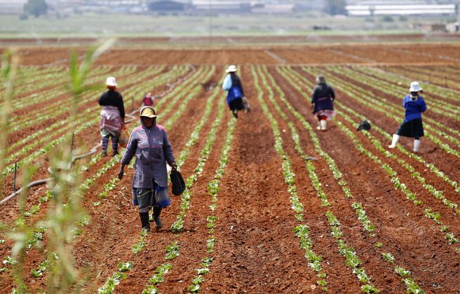 Rain brings tentative hope of a normal farming season – The Mail & Guardian