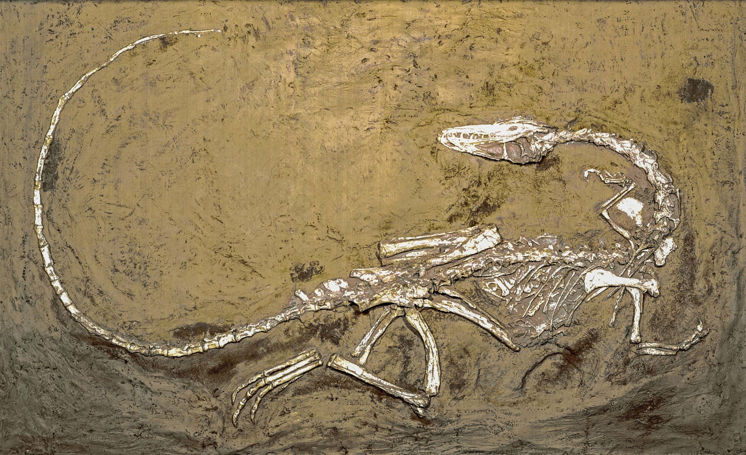 Coelophysis Fossil