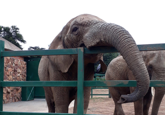 The vital role of zoos in the 21st century – The Mail & Guardian