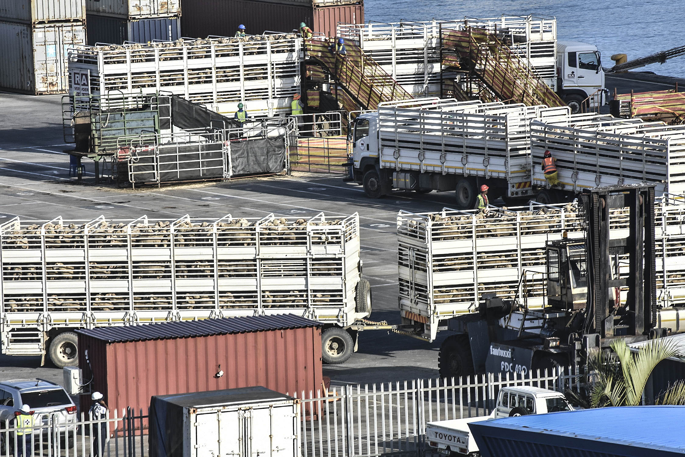 Covid-19 regulations cause confusion for sheep shipment – The Mail ...