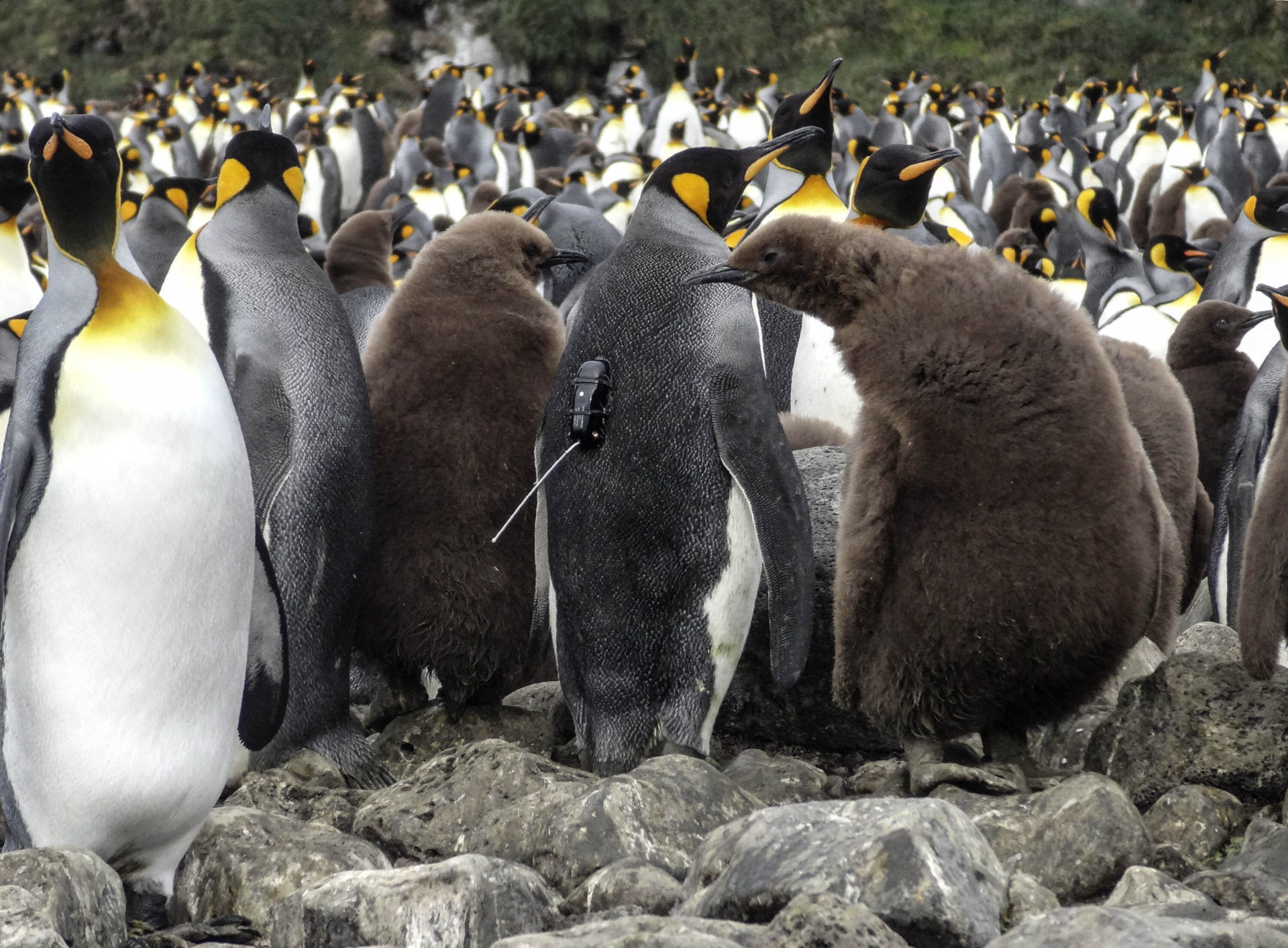 E-tracking marine predators to protect Southern Ocean’s rich feeding ...
