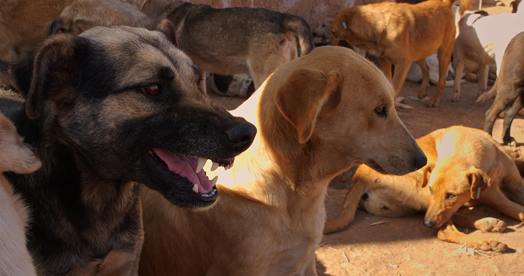 Review: The documentary ‘Clebs’ is an allegory for the human condition ...