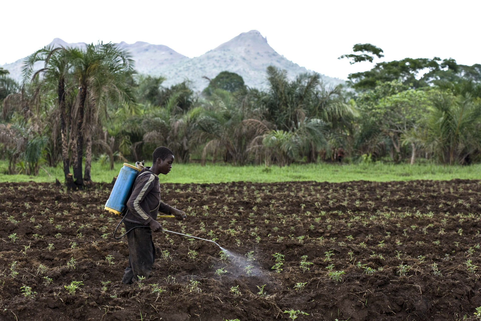Cameroon’s tomato industry rots – The Mail & Guardian