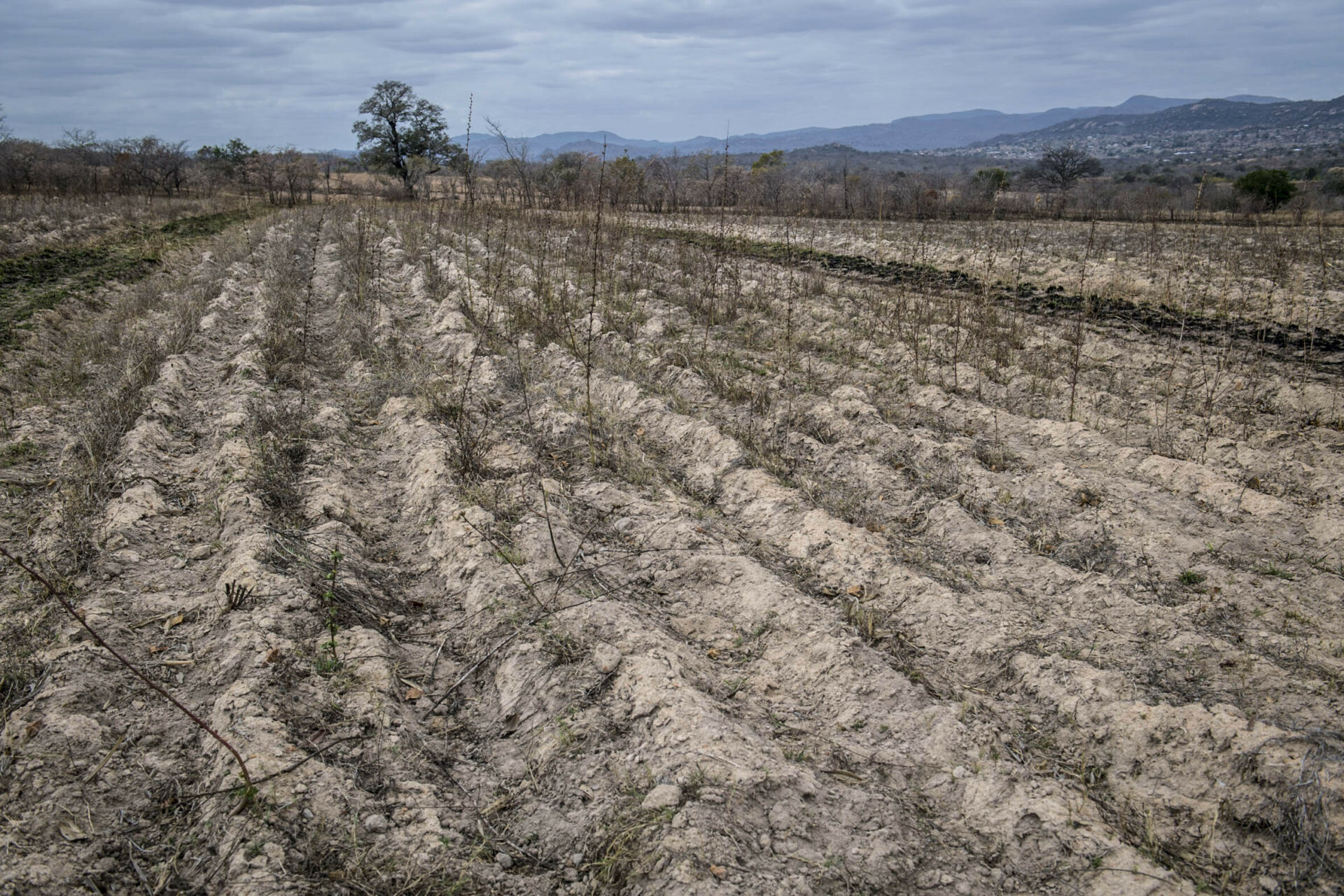 State to lease more land to emerging farmers – The Mail & Guardian
