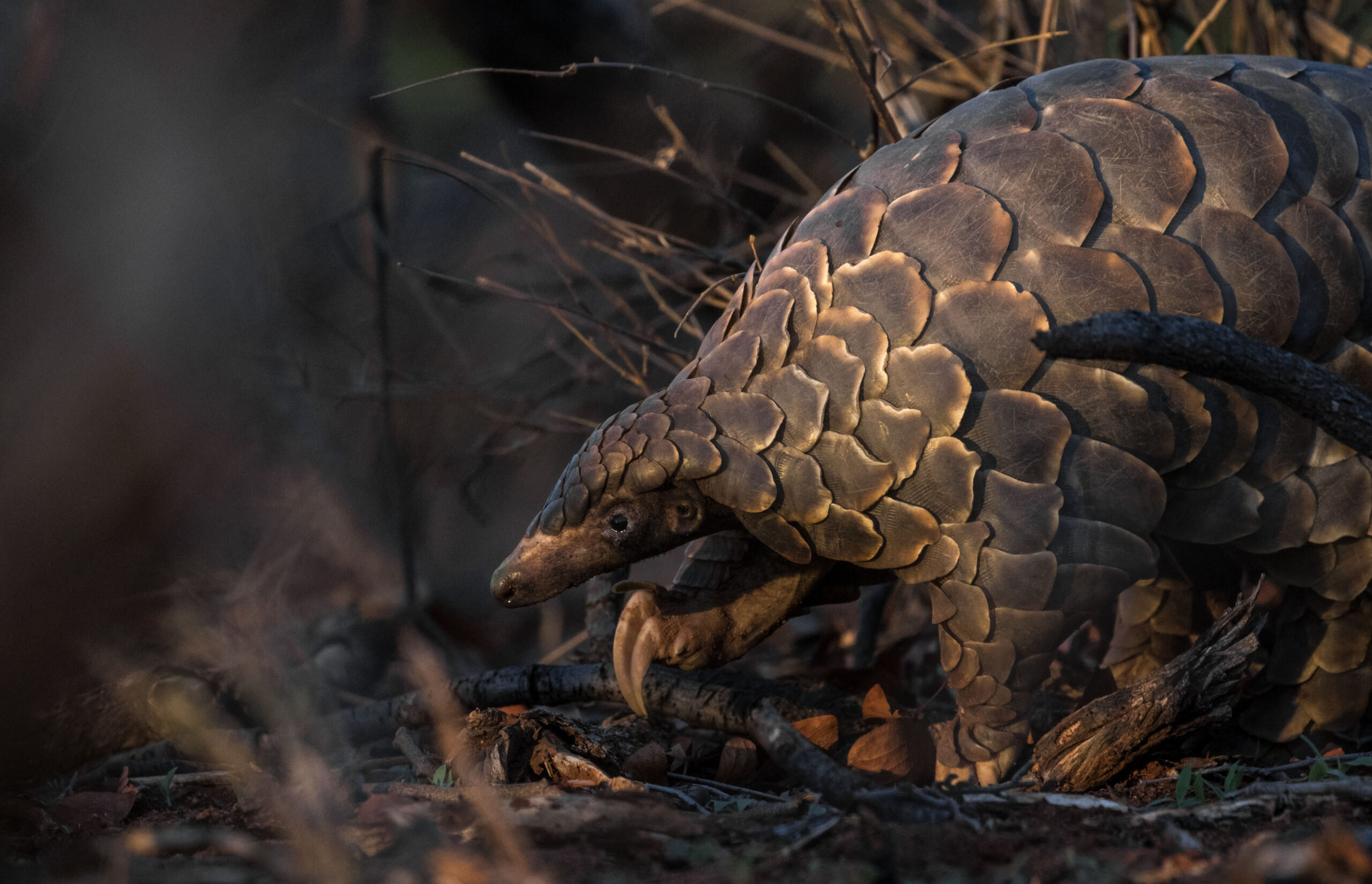 Hidden hitchhikers: Ticks on trafficked pangolins pose health threats ...