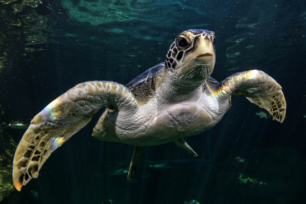 Carer swims for Bob the Green Turtle – The Mail & Guardian