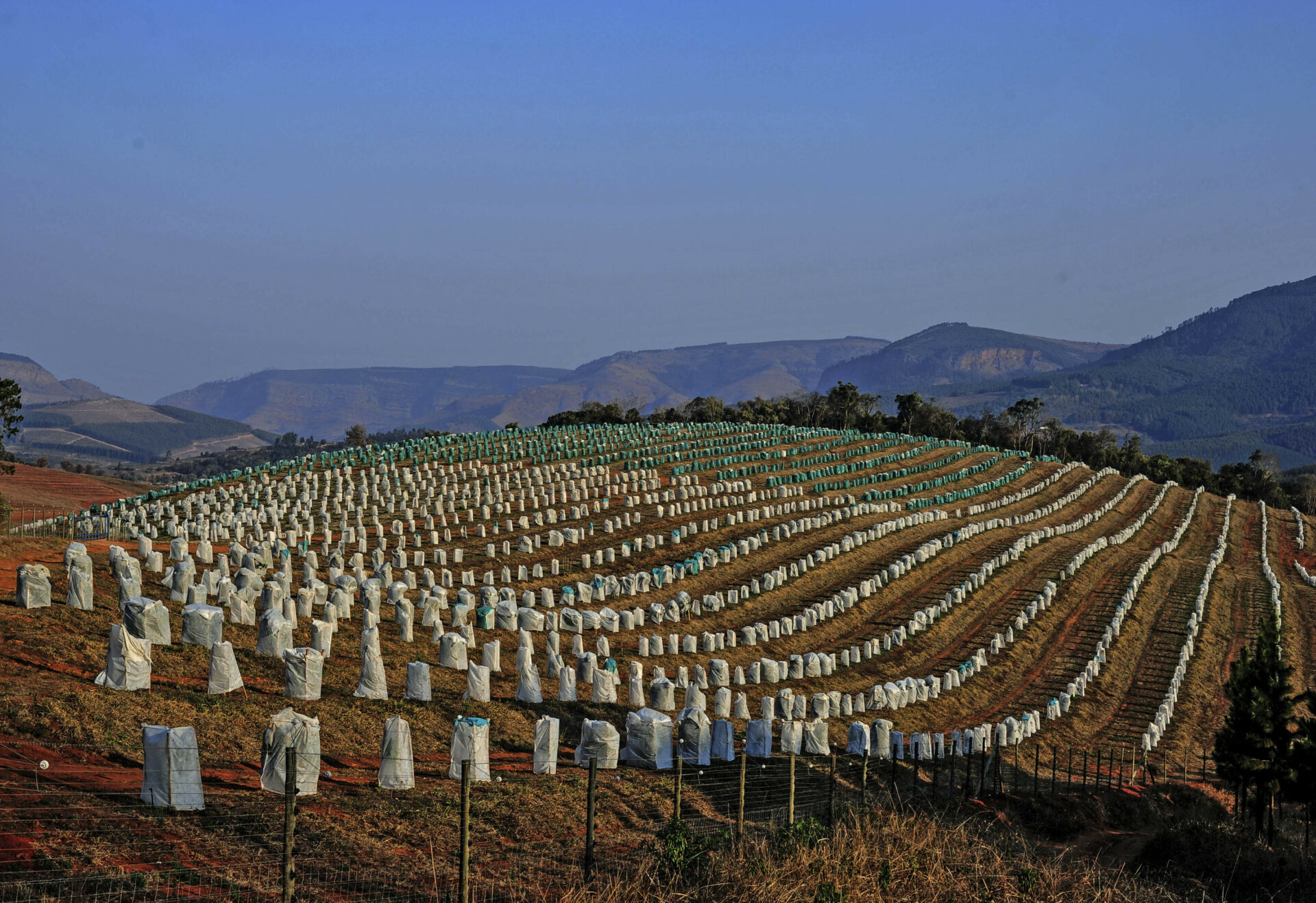 Growing culture: Brothers on the land, together under the sun – The ...