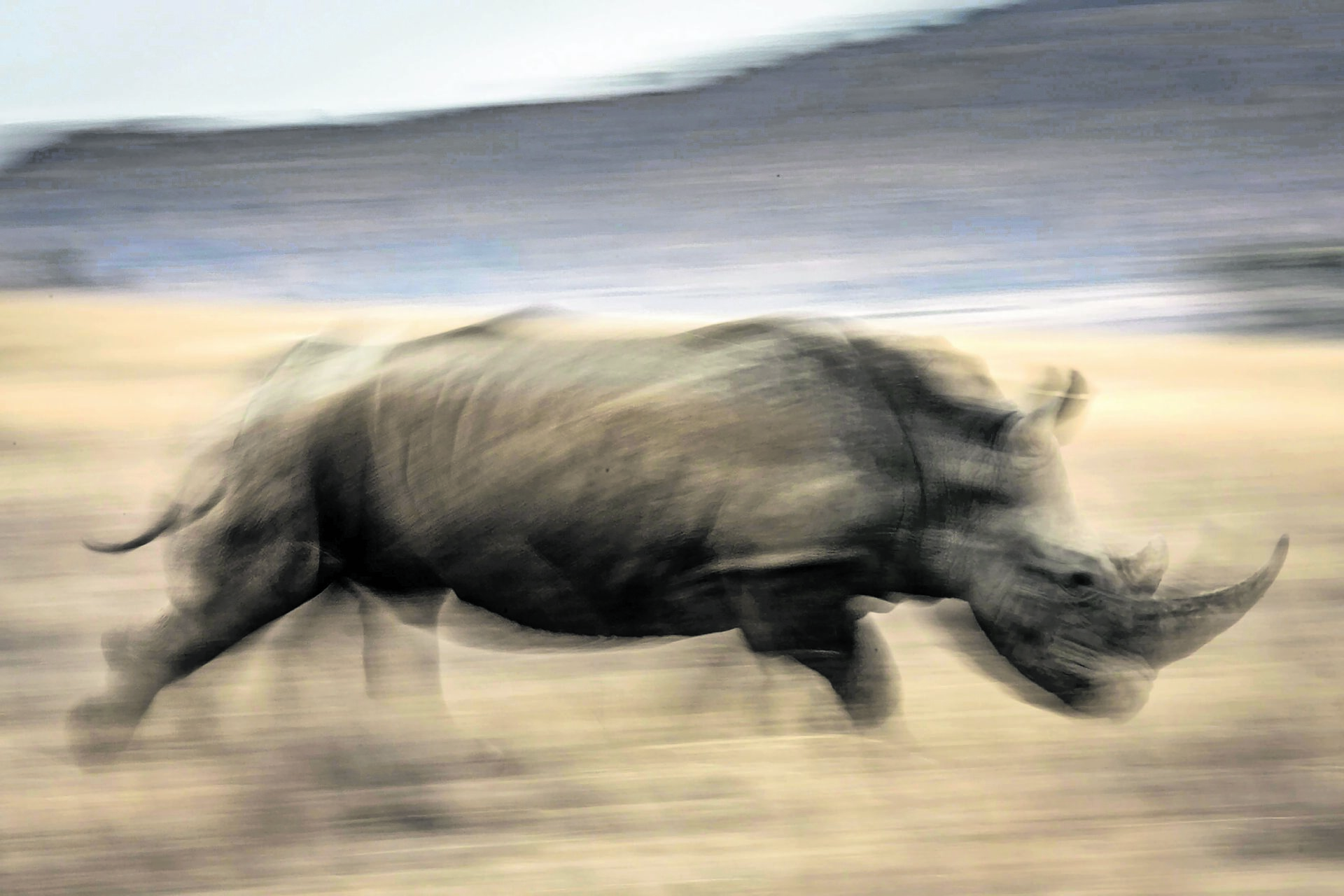 Rhino owners damn Creecy report – The Mail & Guardian