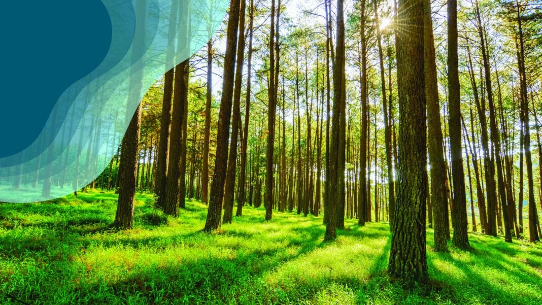 Sappi aligns to the UN SDG’s – The Mail & Guardian