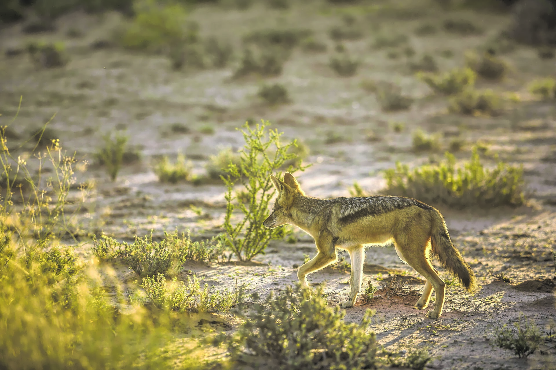 Predators: Beauties or beasts? – The Mail & Guardian