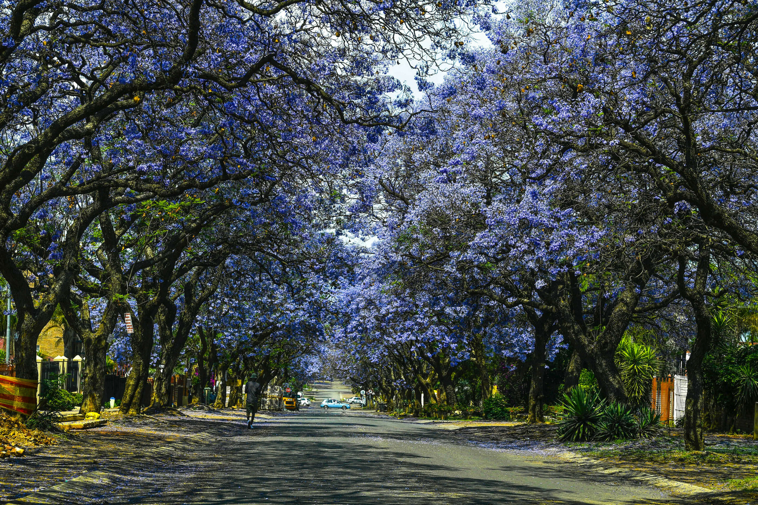 Purple reign: It’s jacaranda season, baby! – The Mail & Guardian