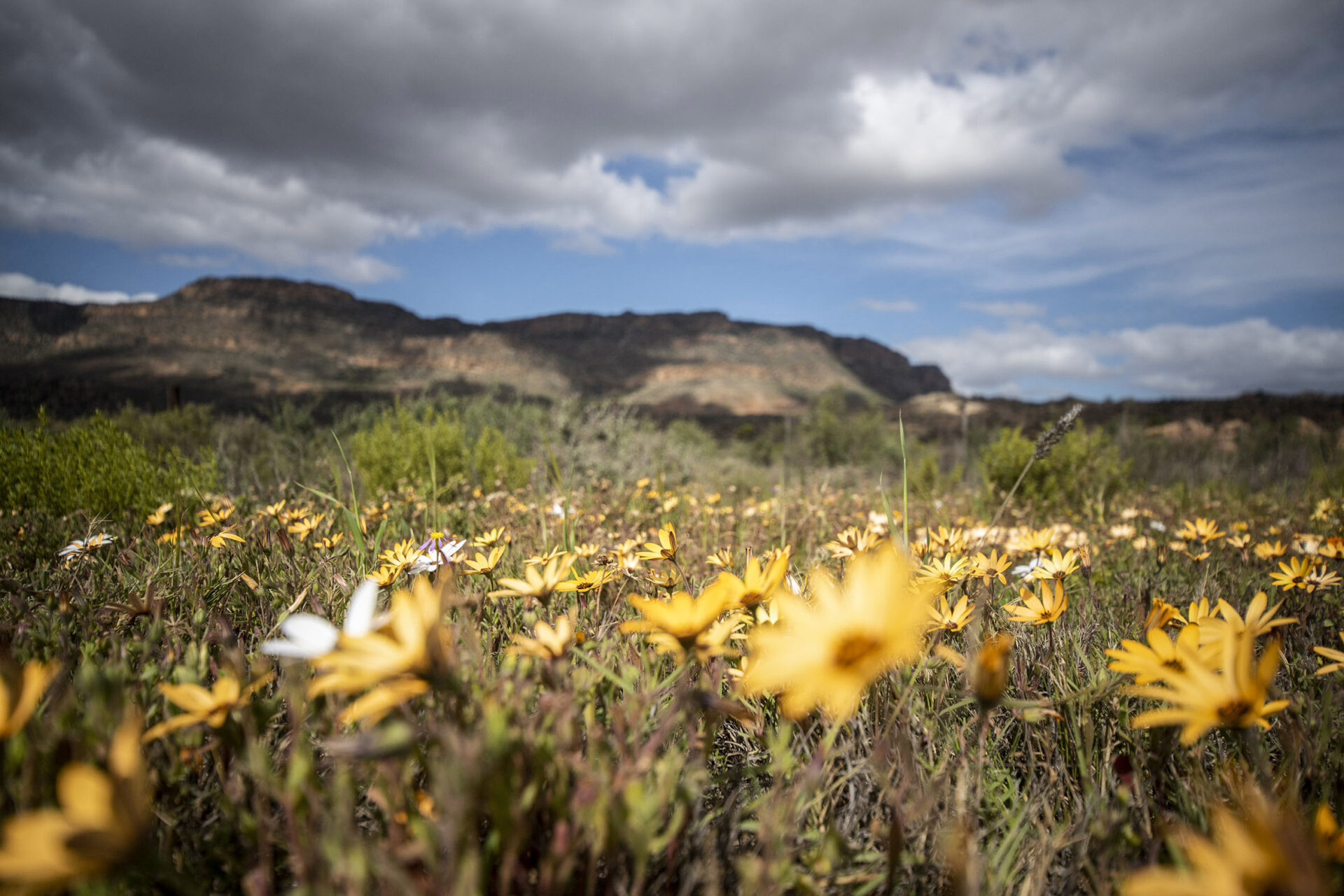 Meet the queen working to keep South Africa’s Nama language alive – The ...