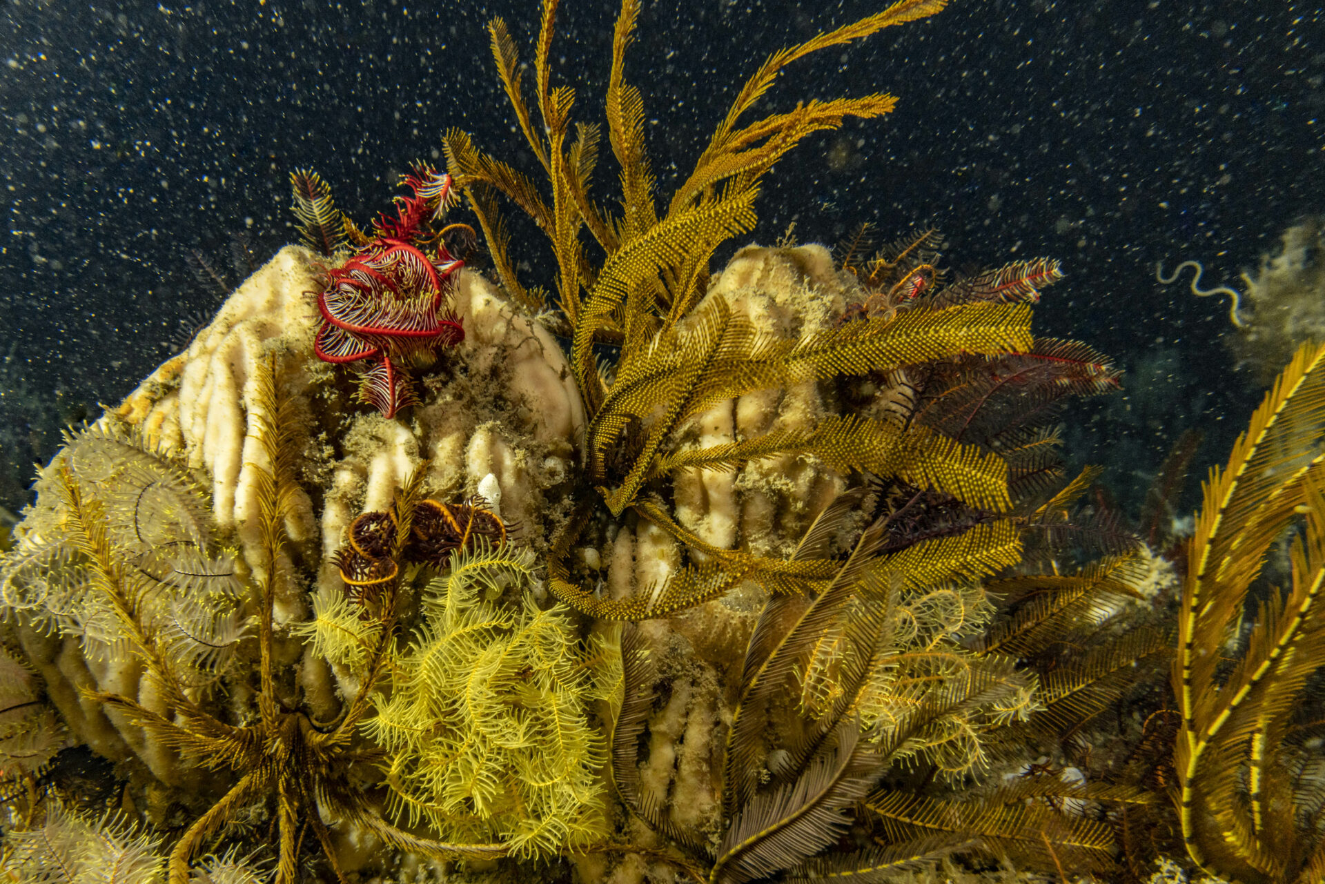 Deep seabed mining a threat to Africa’s coral reefs – The Mail & Guardian