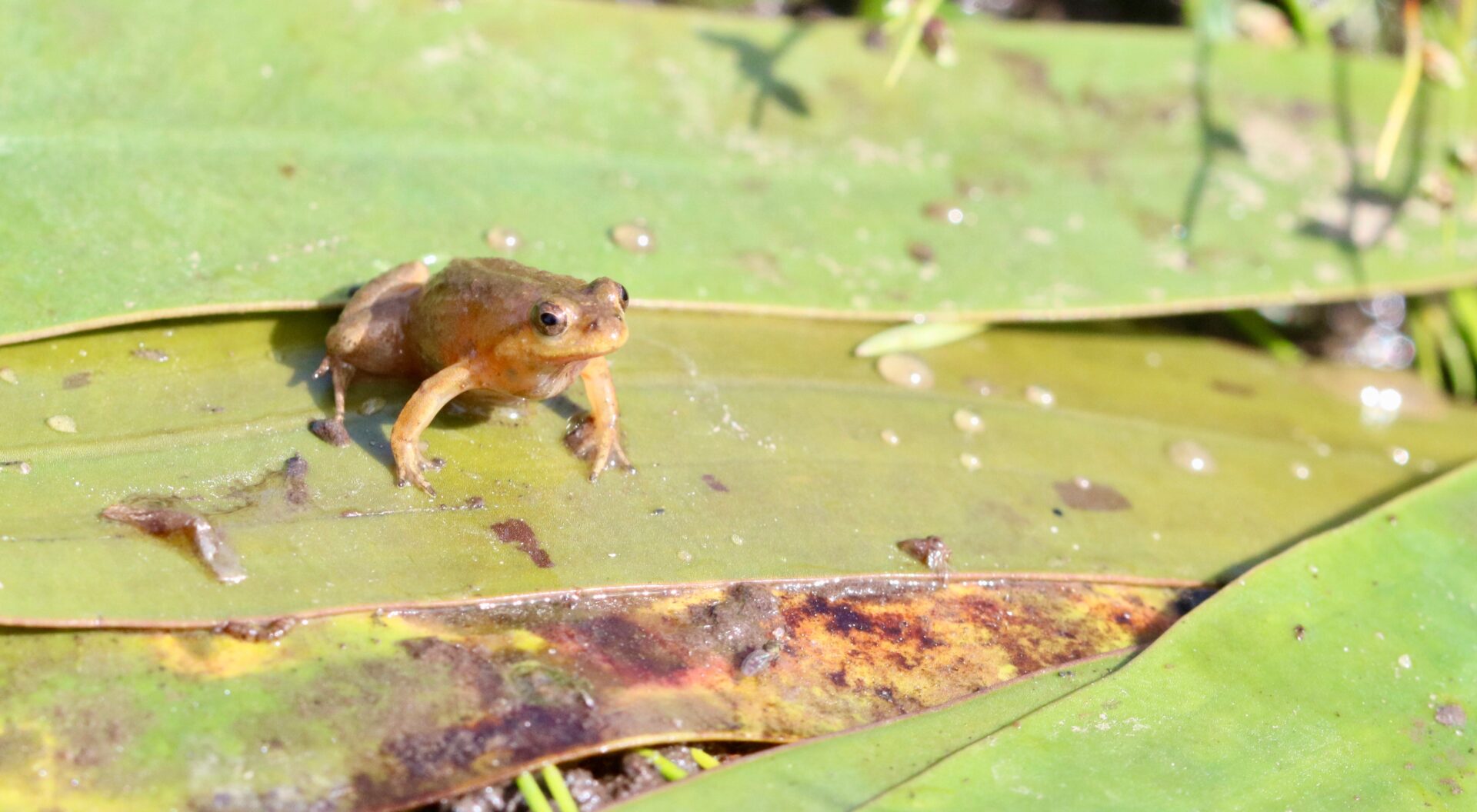 Endangered ‘Cape Flats’ micro frog finds a ‘sign of healthy ecosystem ...