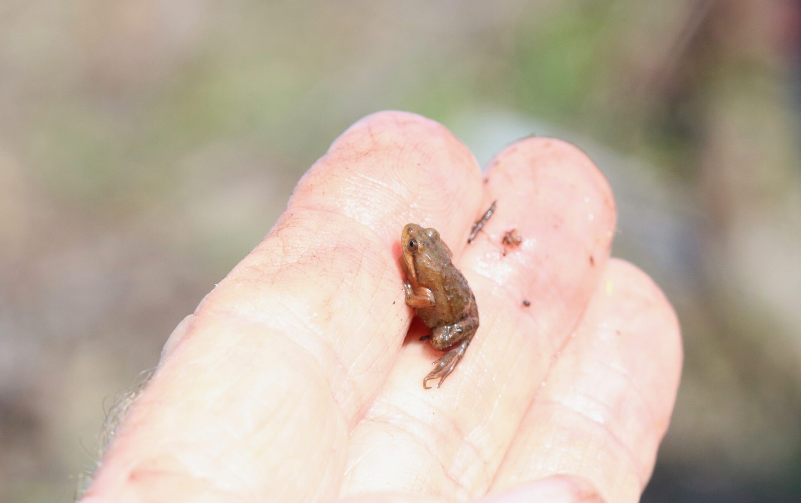 Endangered ‘Cape Flats’ micro frog finds a ‘sign of healthy ecosystem ...