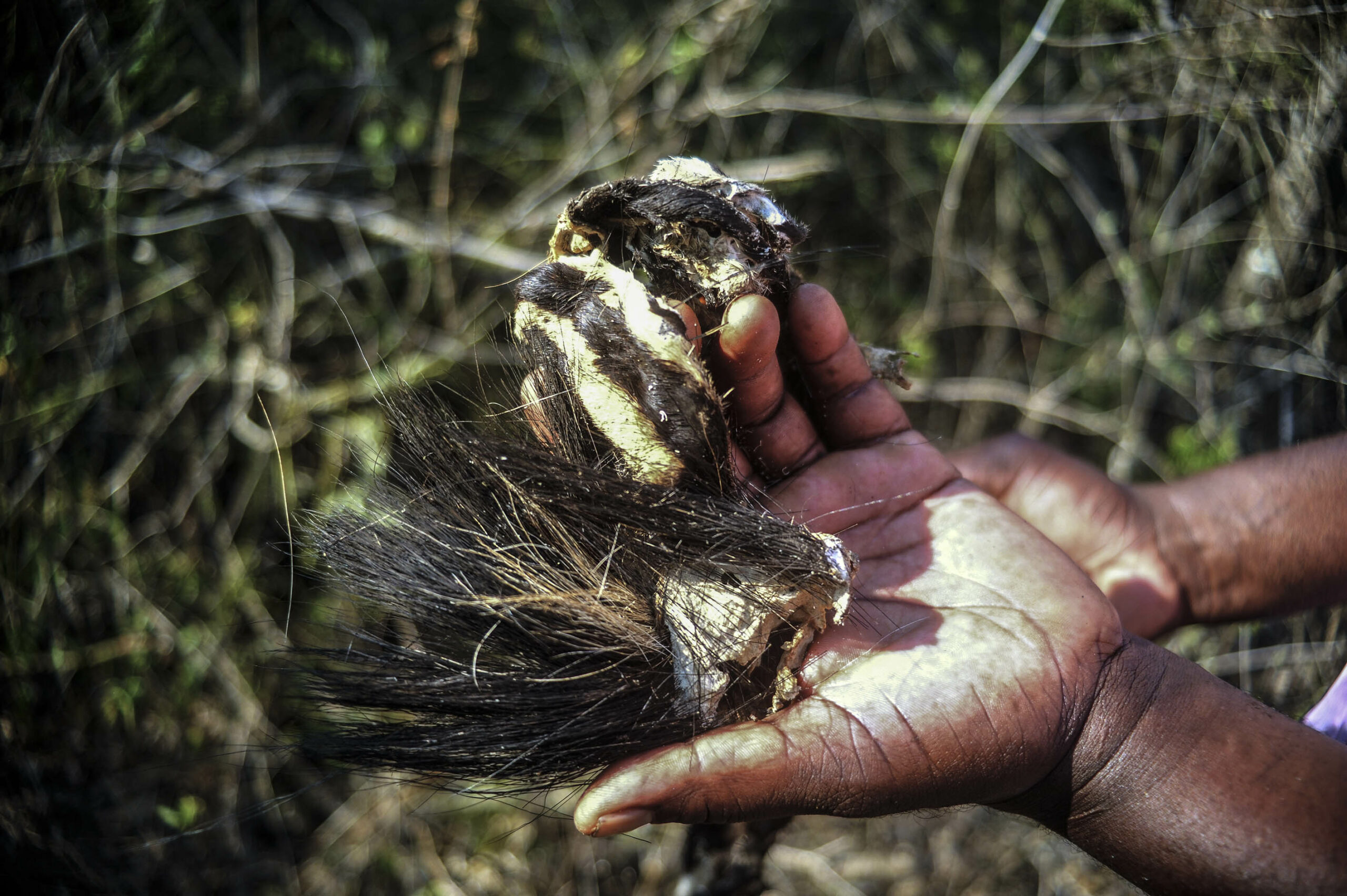Limpopo: poached animal remains – The Mail & Guardian