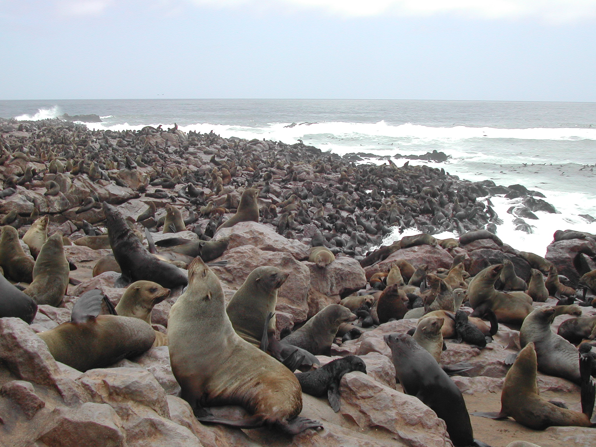 Thousands of thin Cape fur seals die on West Coast beaches – The Mail ...