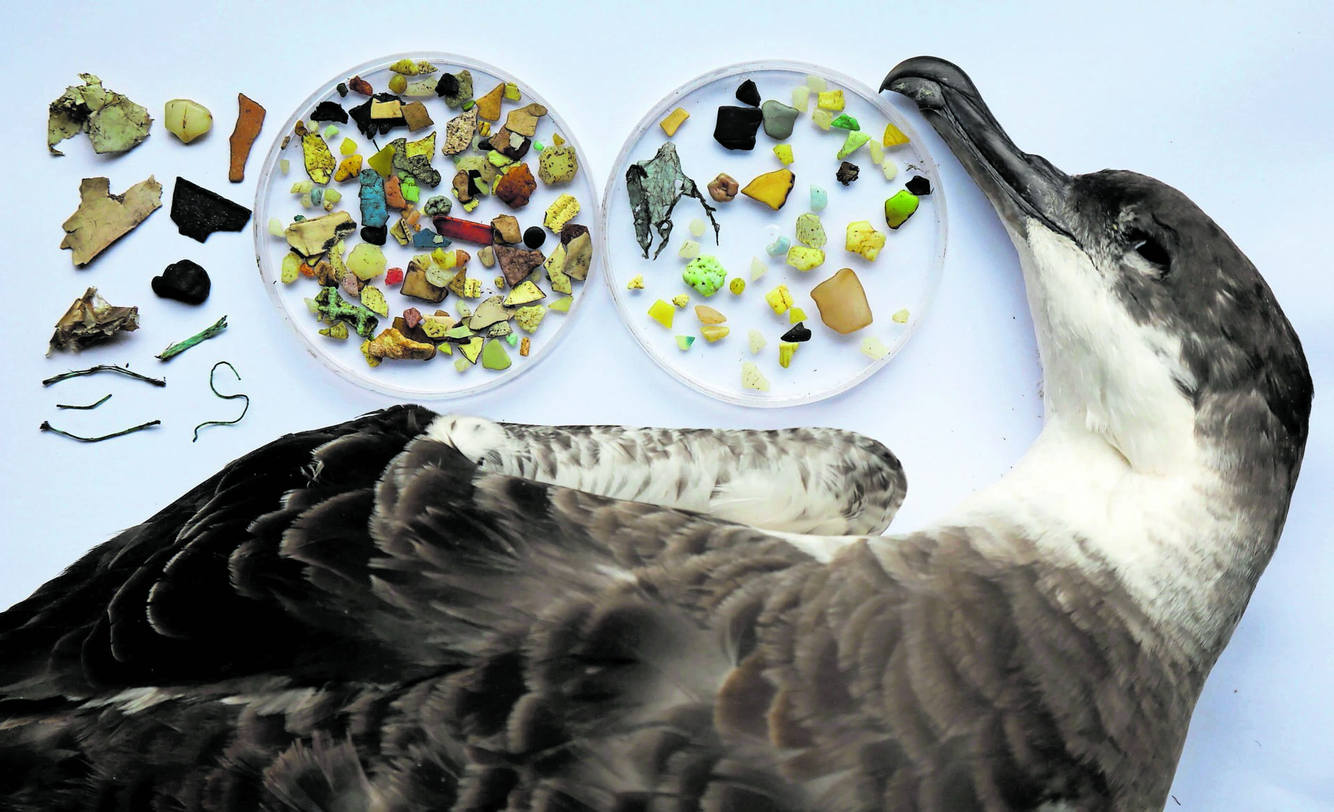 Diet of plastic their harmful chemicals is killing seabirds – The Mail ...
