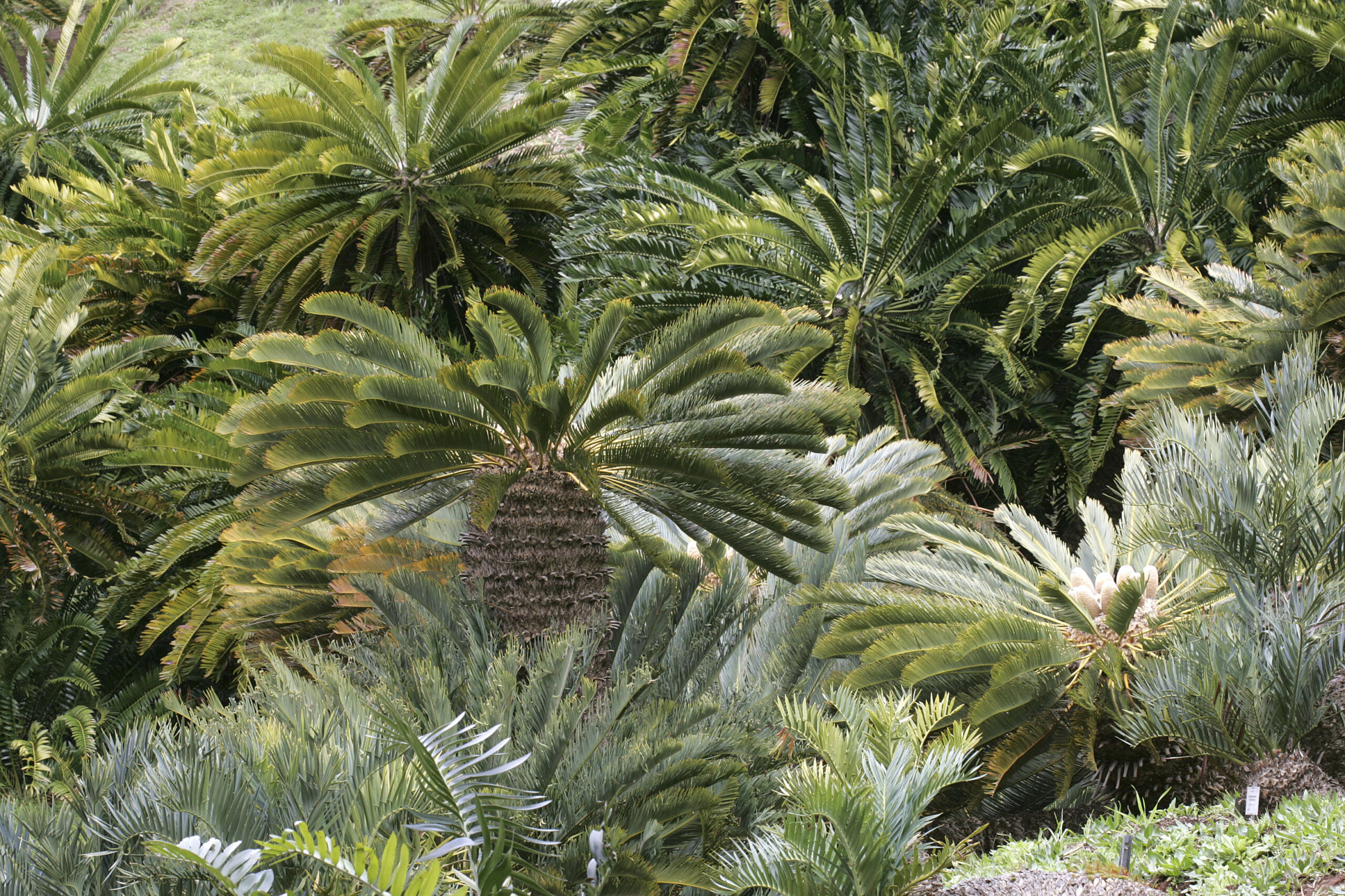 Cycads